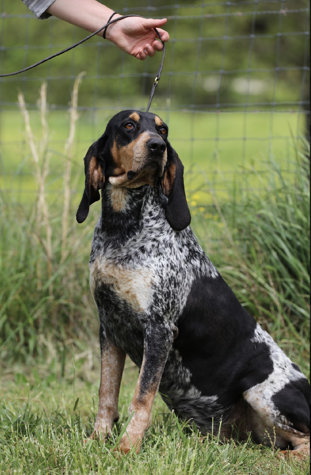 Puppies due soon – Evenstar Hounds